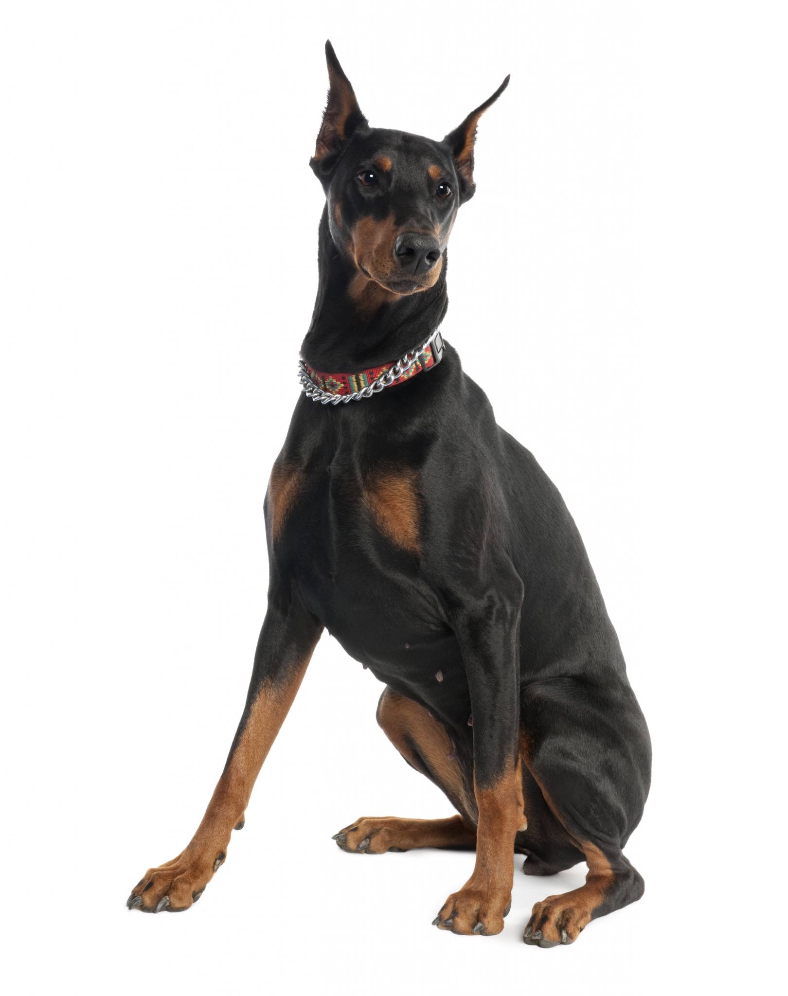 Hunderasse Dobermann - ein Rasseprortrait