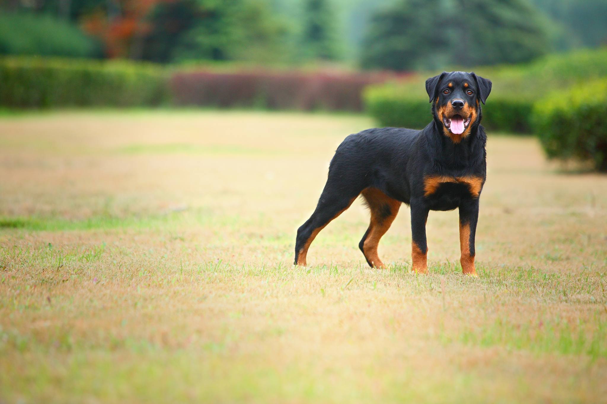 Rassebeschreibung Rottweiler - alles zu Wesen, Haltung und Pflege