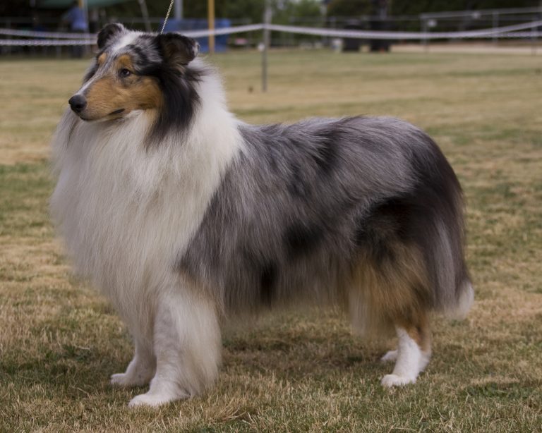 Collies - Pflege, Haltung und Rassebeschreibung